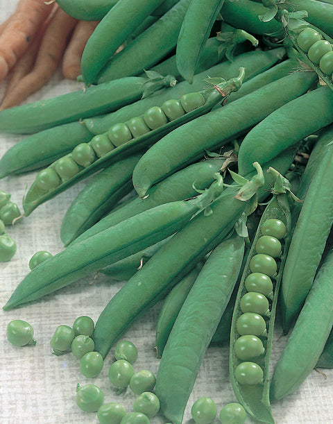 Peas Greenfeast – Egmont Seeds