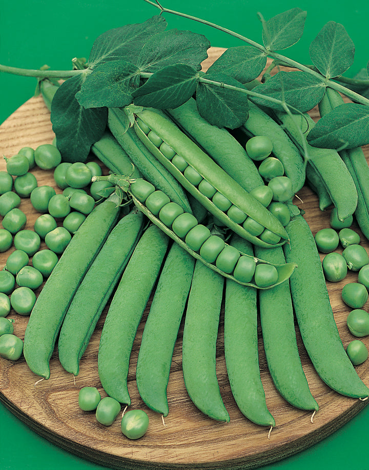 Peas Easy Peasy – Egmont Seeds