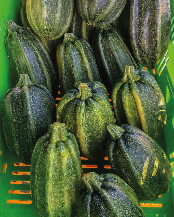 Pumpkin Kumi Kumi F1 Hybrid – Egmont Seeds