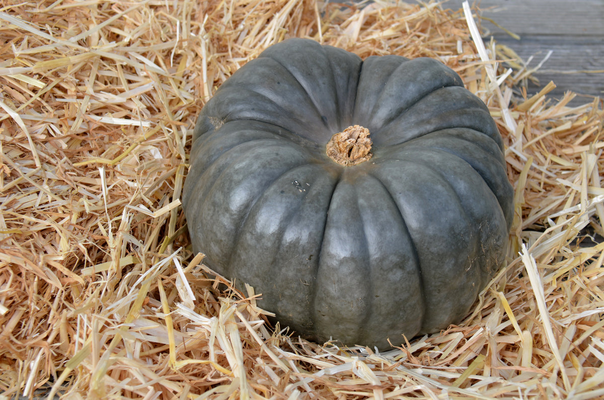 Pumpkin Queensland Blue – Egmont Seeds