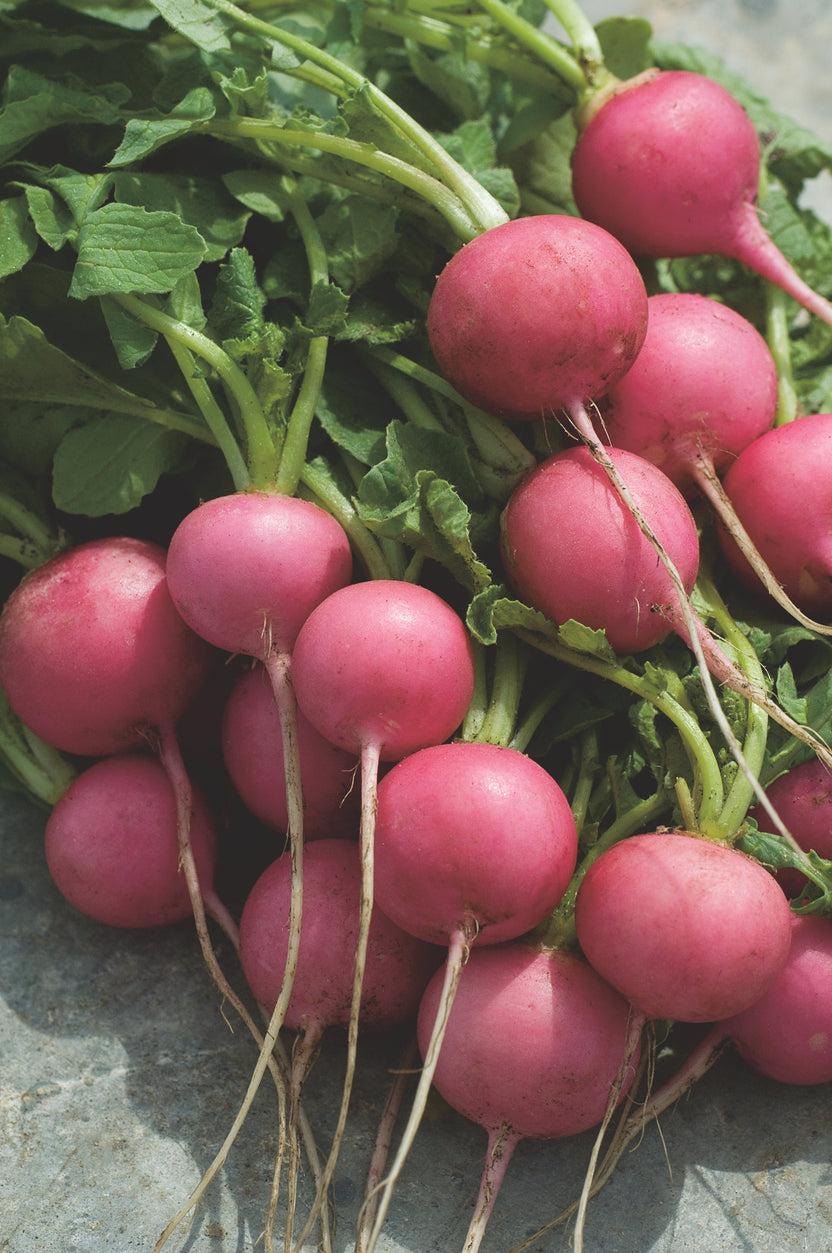 Radish Pink Beauty – Egmont Seeds