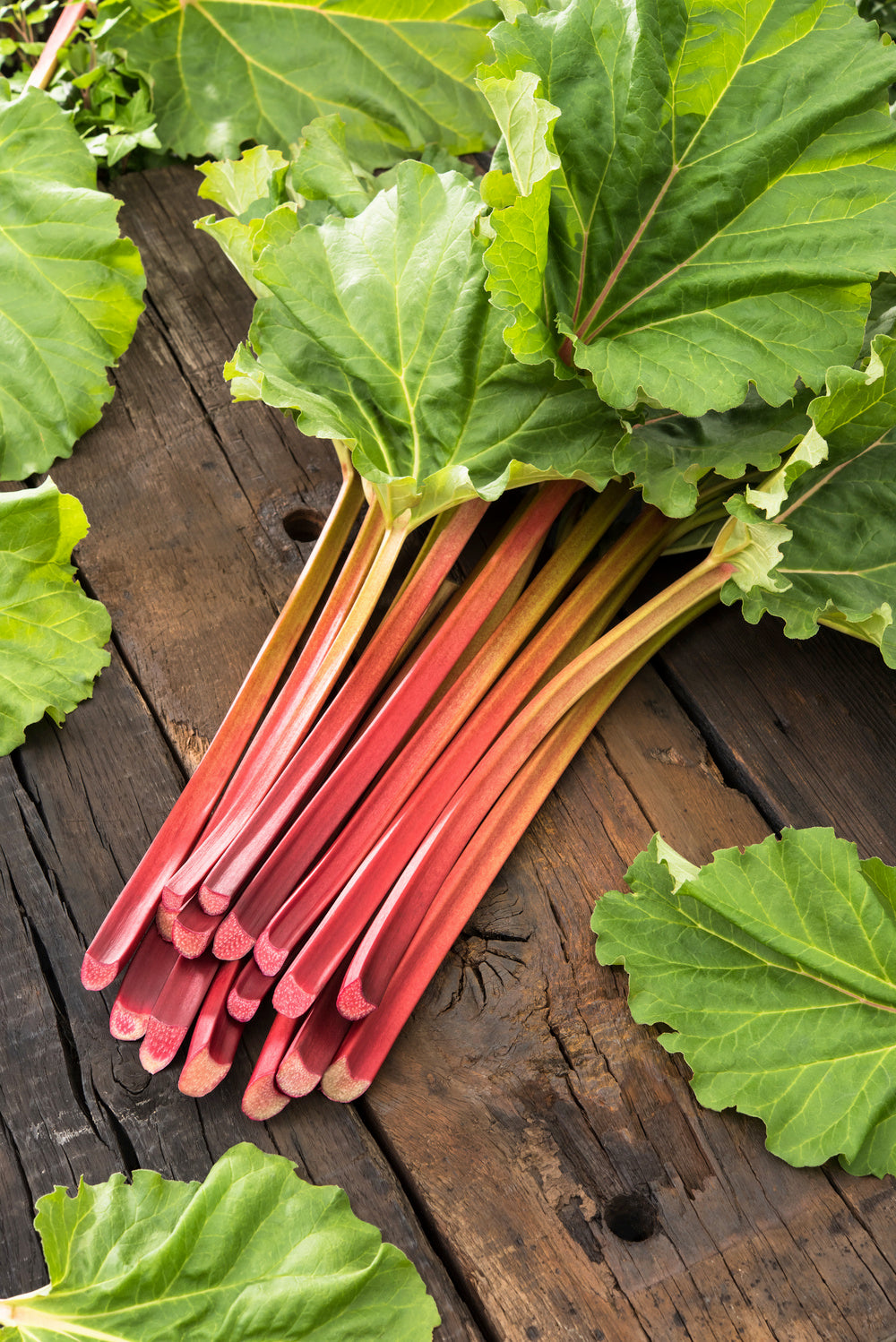 Rhubarb – Egmont Seeds