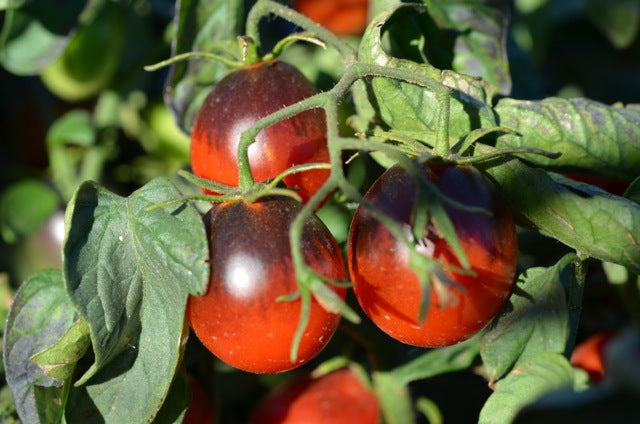 Tomato Eclipse Ruby F1 Hybrid – Egmont Seeds
