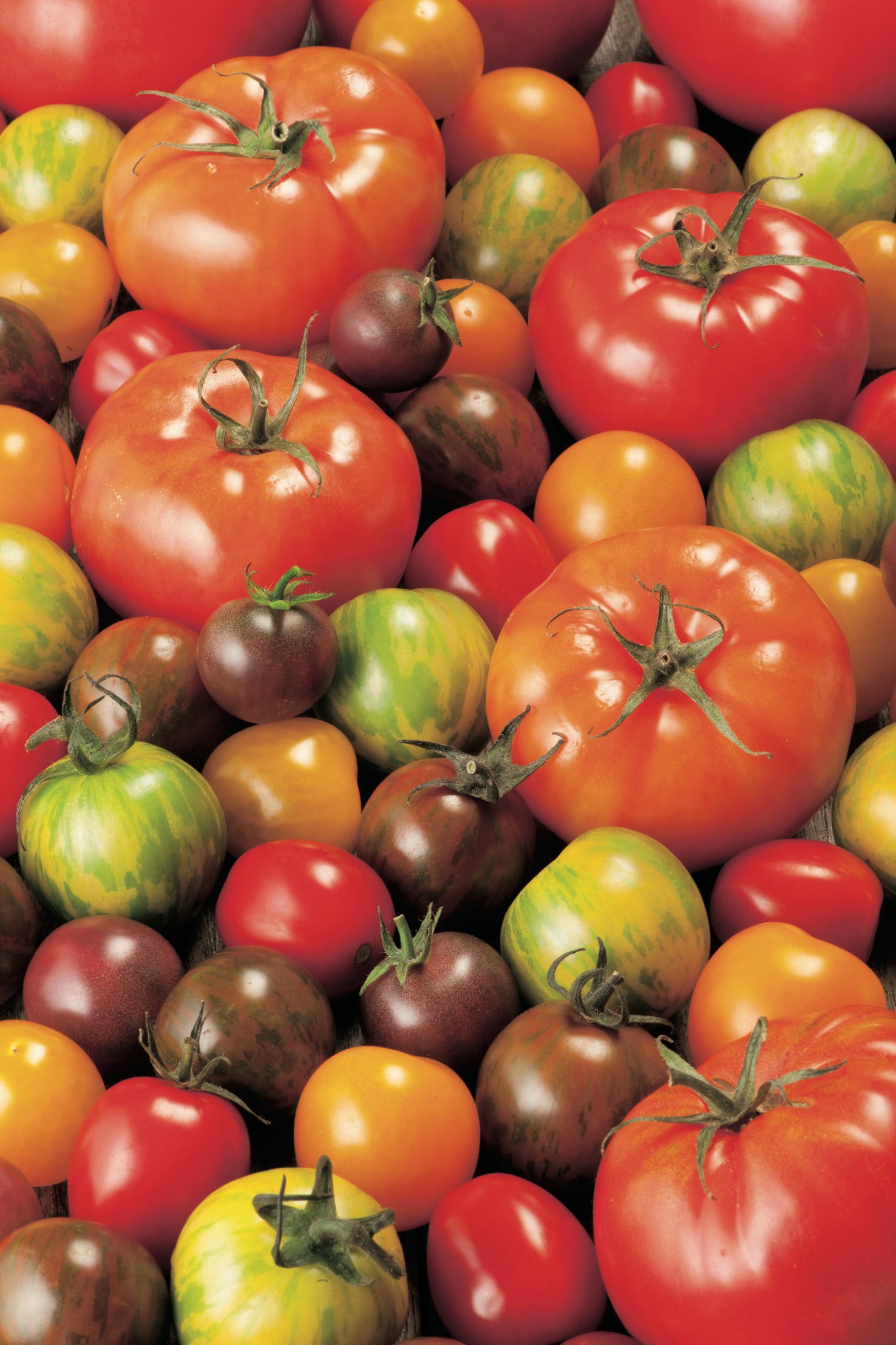 Tomato Heirloom Mix – Egmont Seeds