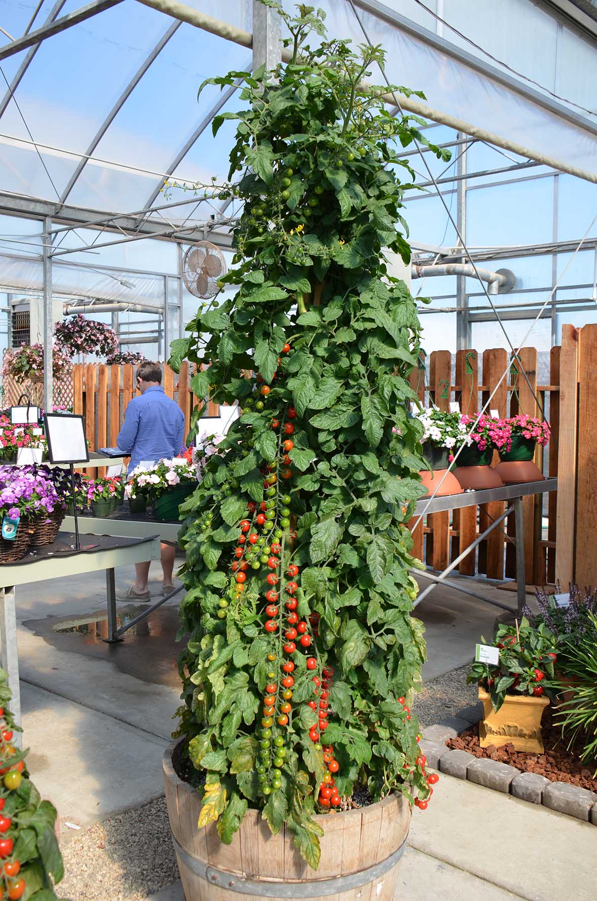 Tomato Rapunzel F1 Hybrid – Egmont Seeds