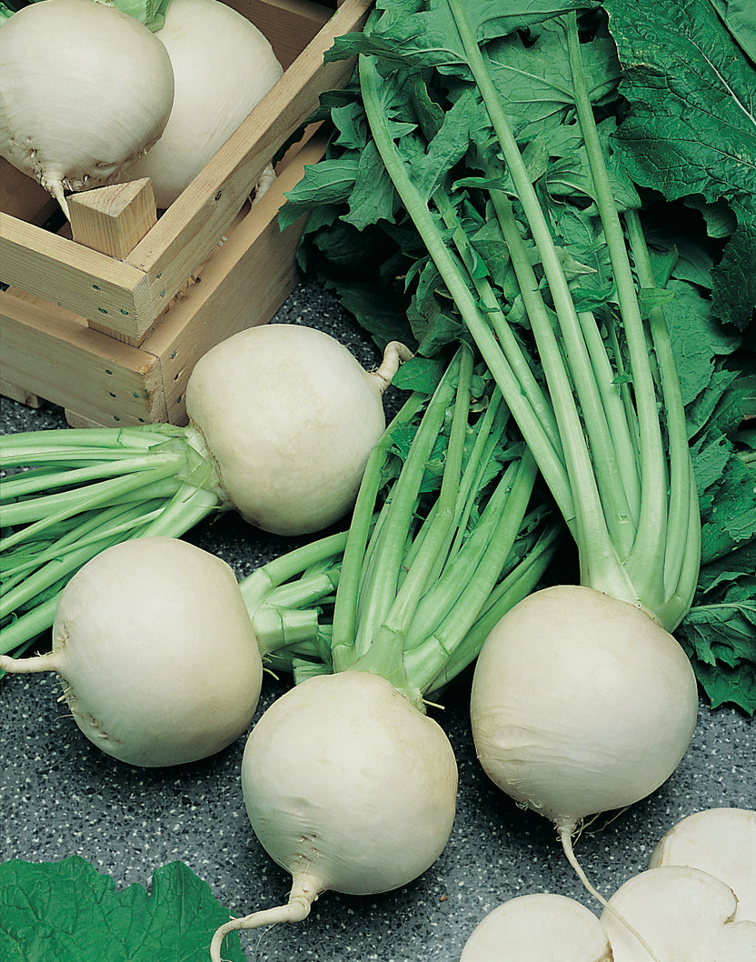 Turnip Tokyo Cross F1 Hybrid – Egmont Seeds