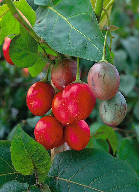 Tamarillo (Tree Tomato) Ruby Red – Egmont Seeds