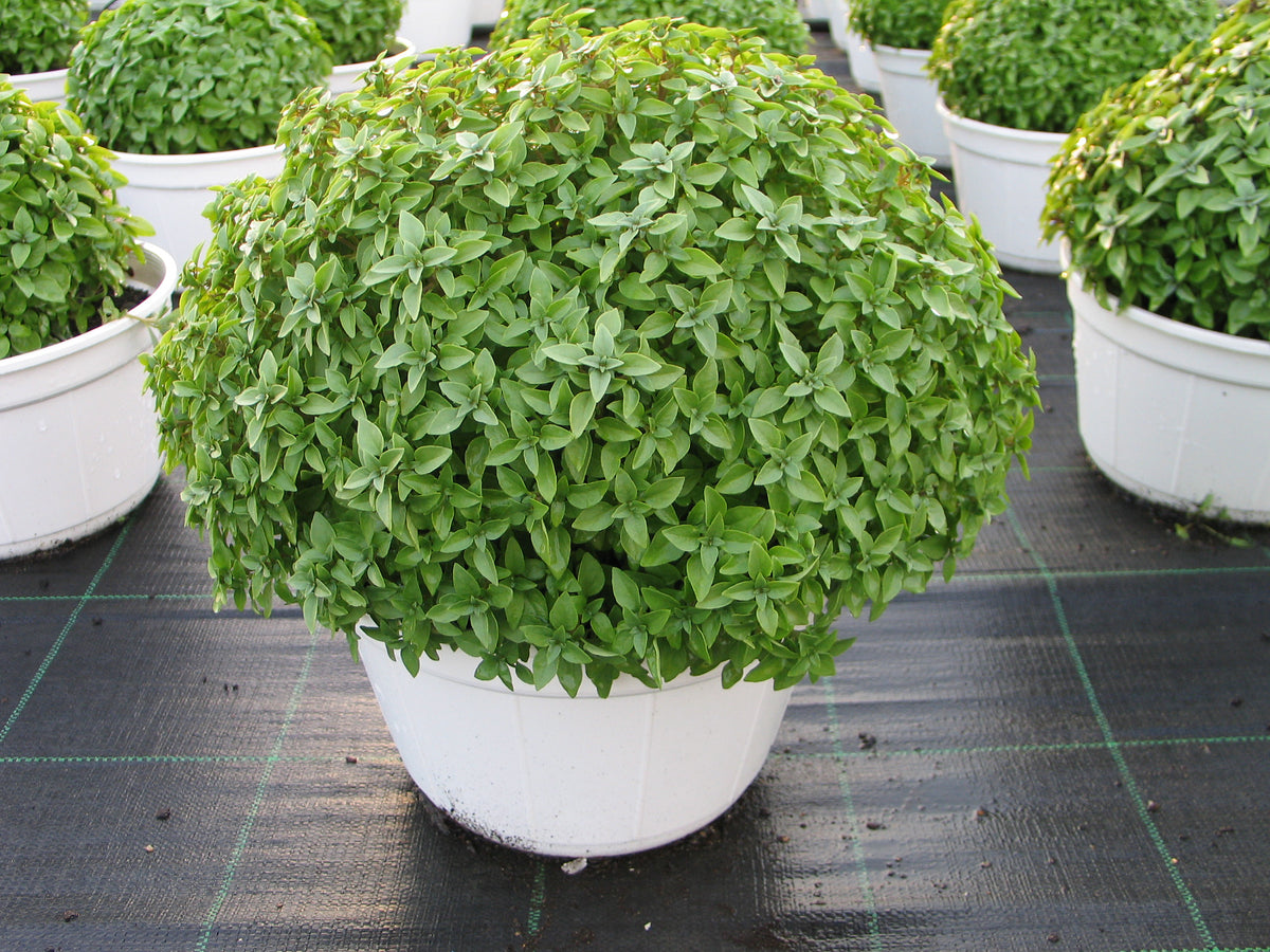 Basil Aristotle – Egmont Seeds