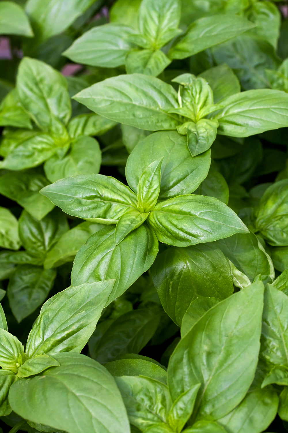 Basil Sweet Genovese – Egmont Seeds