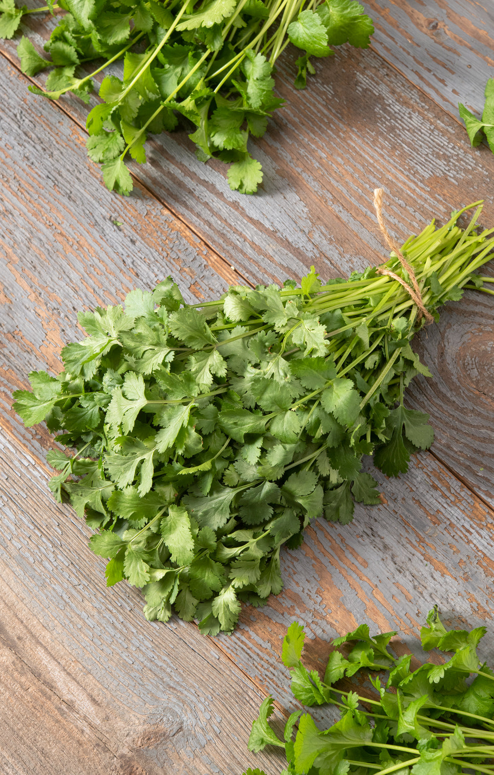 Coriander – Egmont Seeds