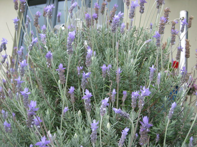 Lavender Dentata – Egmont Seeds