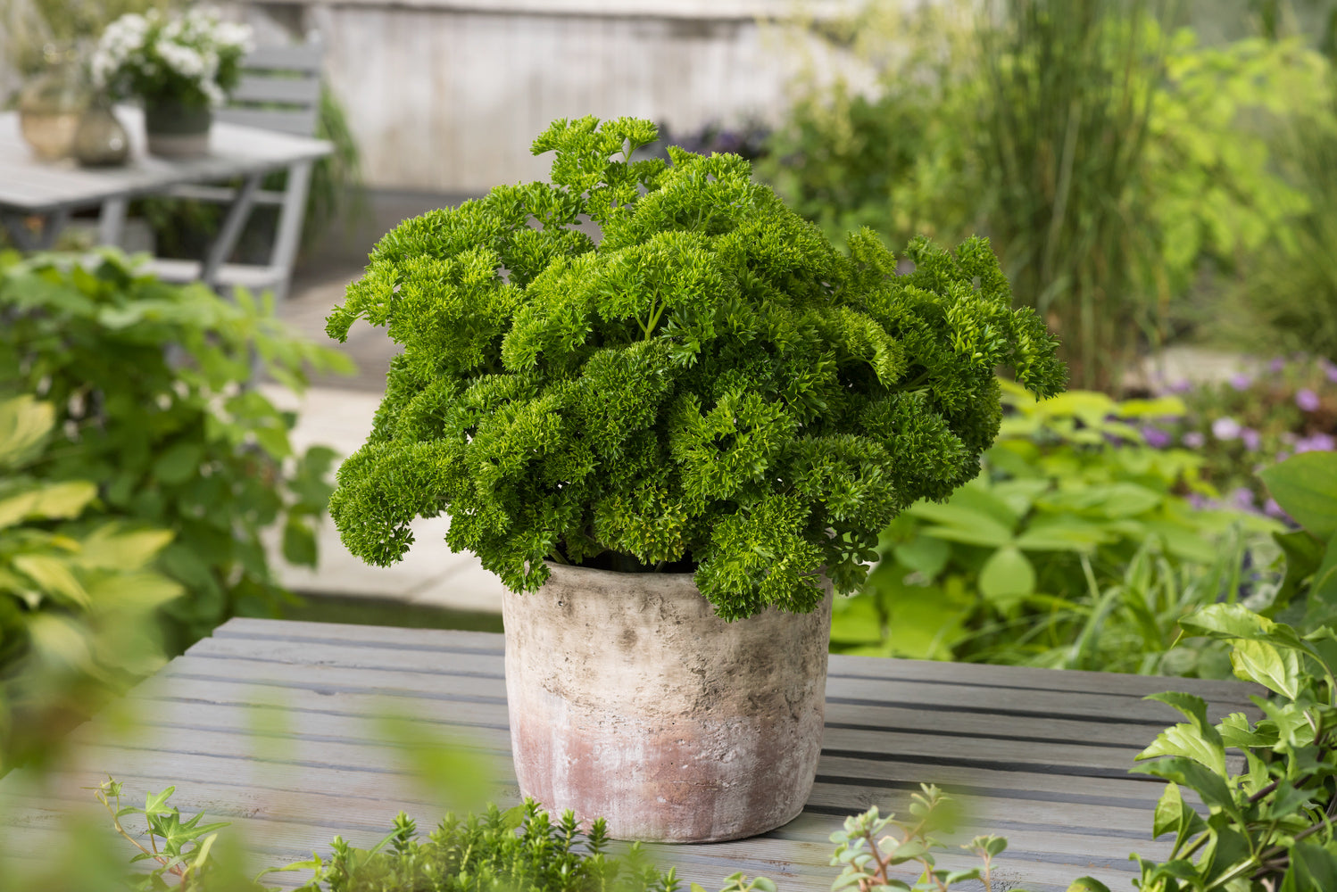 Parsley Plain – Egmont Seeds