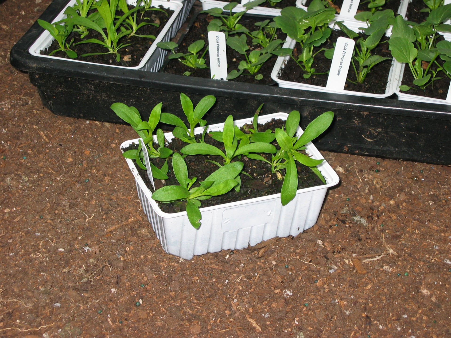 Punnets Open 152mm X 108mm – Egmont Seeds