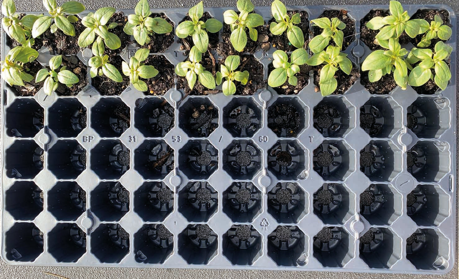 60 Cell Propagation Tray – Egmont Seeds