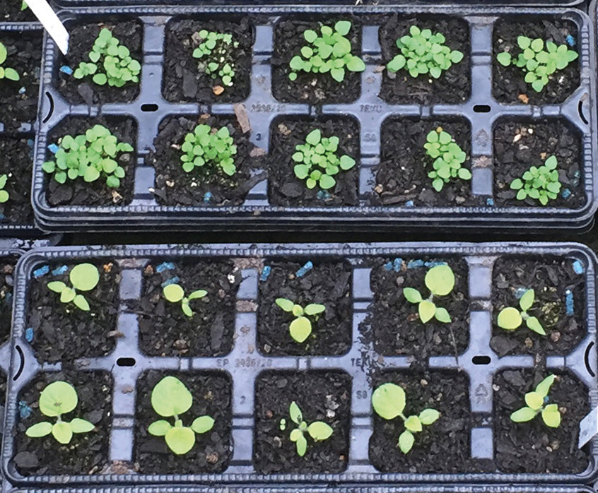 10 Cell Punnets - x5 punnets – Egmont Seeds