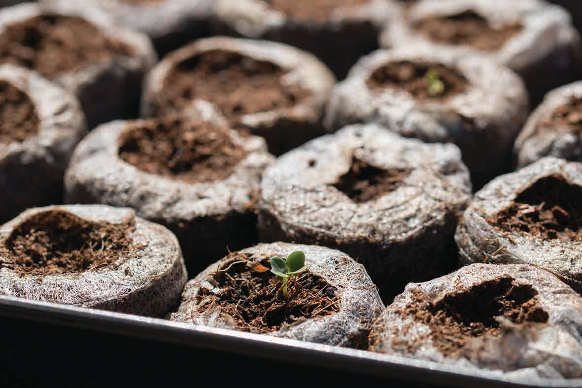 (x50) Jiffy 7 Pellets – Egmont Seeds