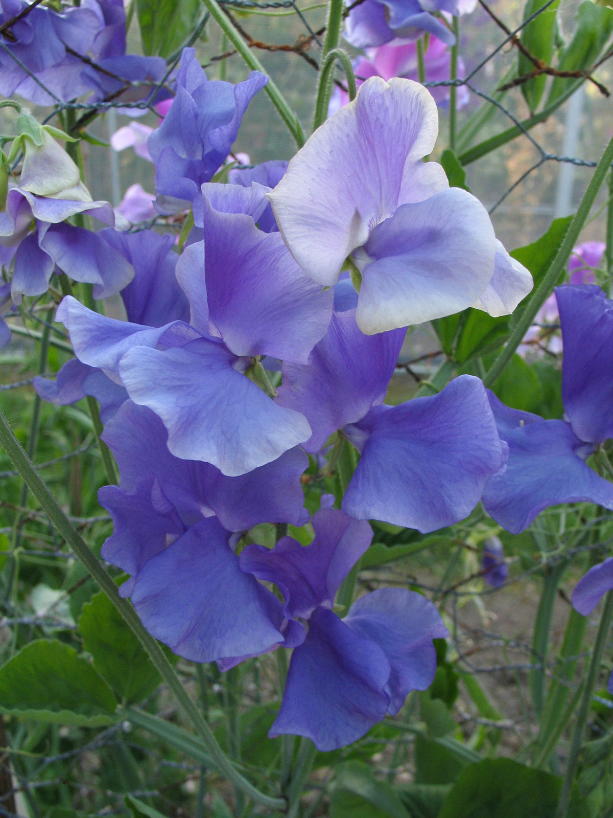 Sweet Pea Big Blue – Egmont Seeds