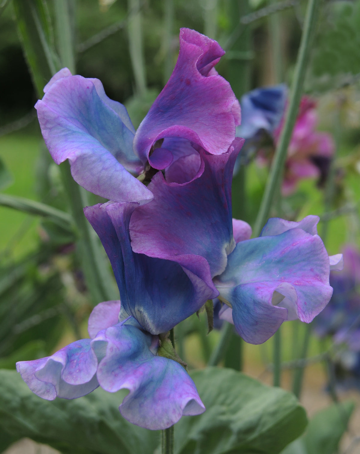 Sweet Pea – Egmont Seeds