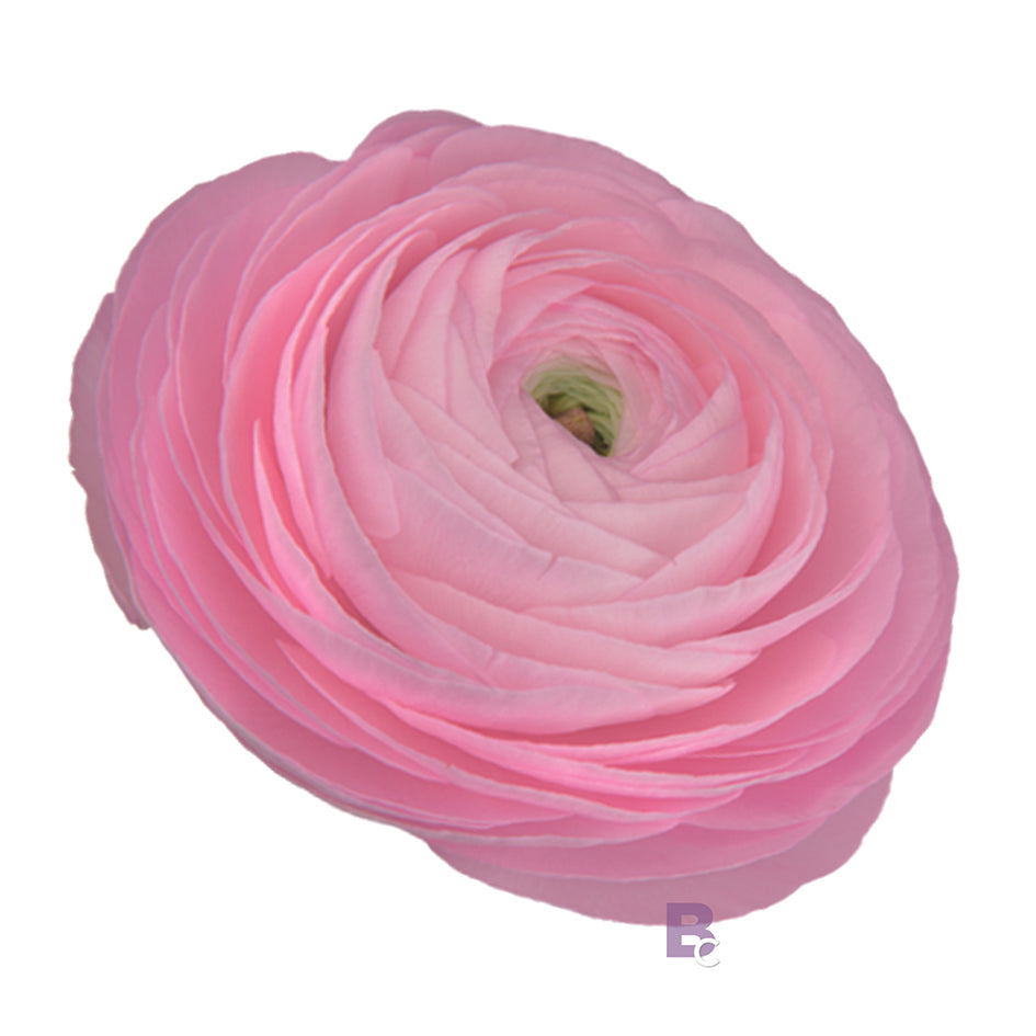 CF Ranunculus Elegance Rosa Chiaro 2P10 – Egmont Seeds