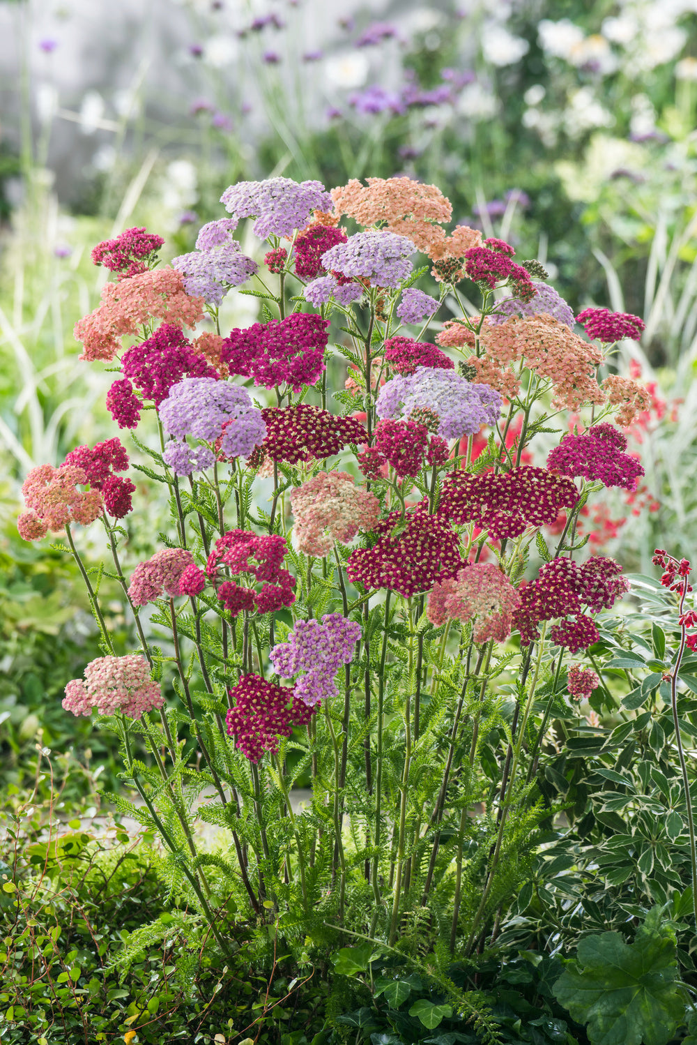 Cut Flowers – Egmont Seeds