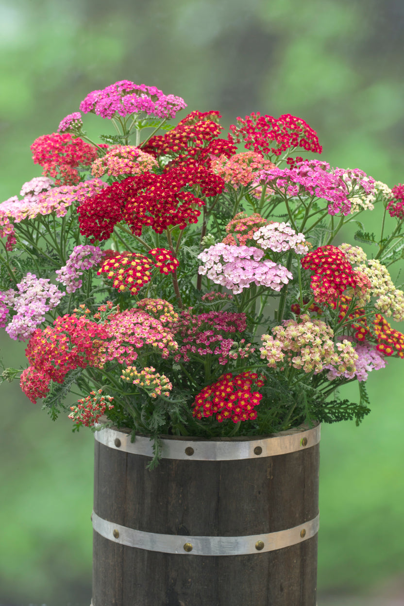 Cut Flowers – Egmont Seeds