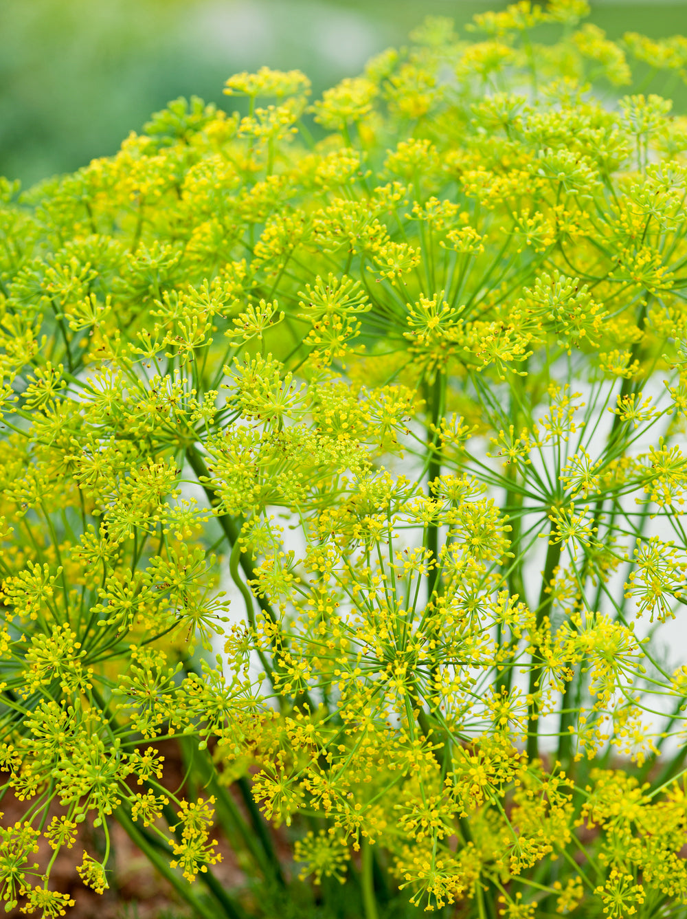 CF Anethum Veirling Yellow – Egmont Seeds