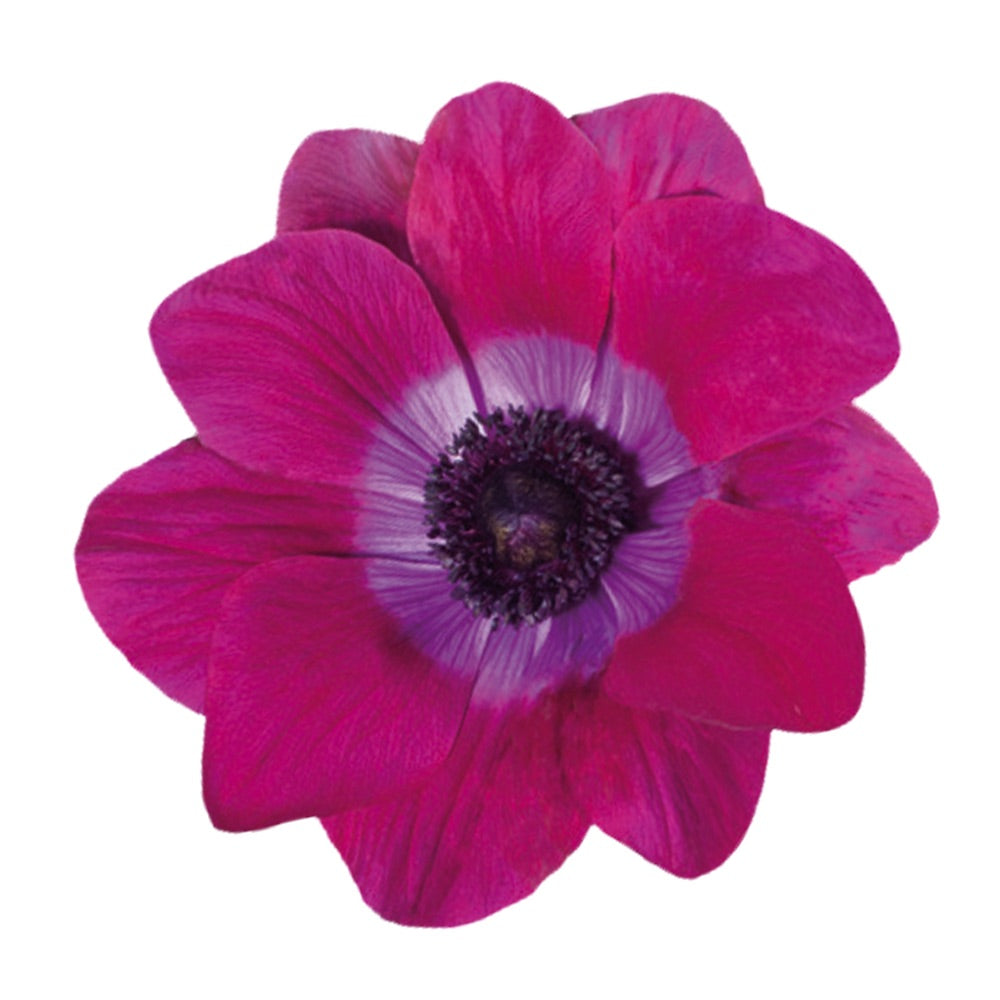 CF Anemone Mistral Magenta – Egmont Seeds