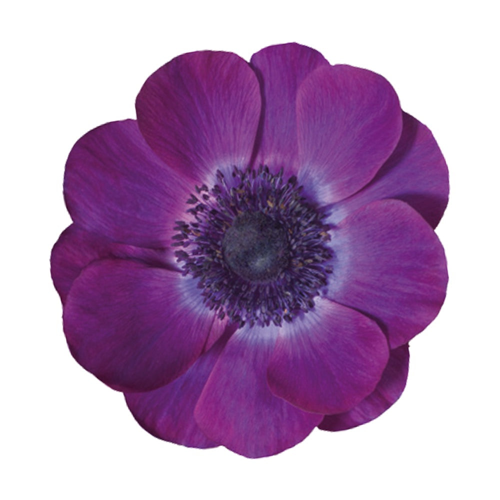 CF Anemone Mistral Plus Grape – Egmont Seeds