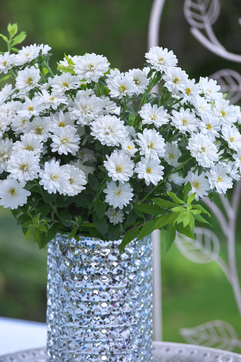 CF Aster Nina Plus White – Egmont Seeds