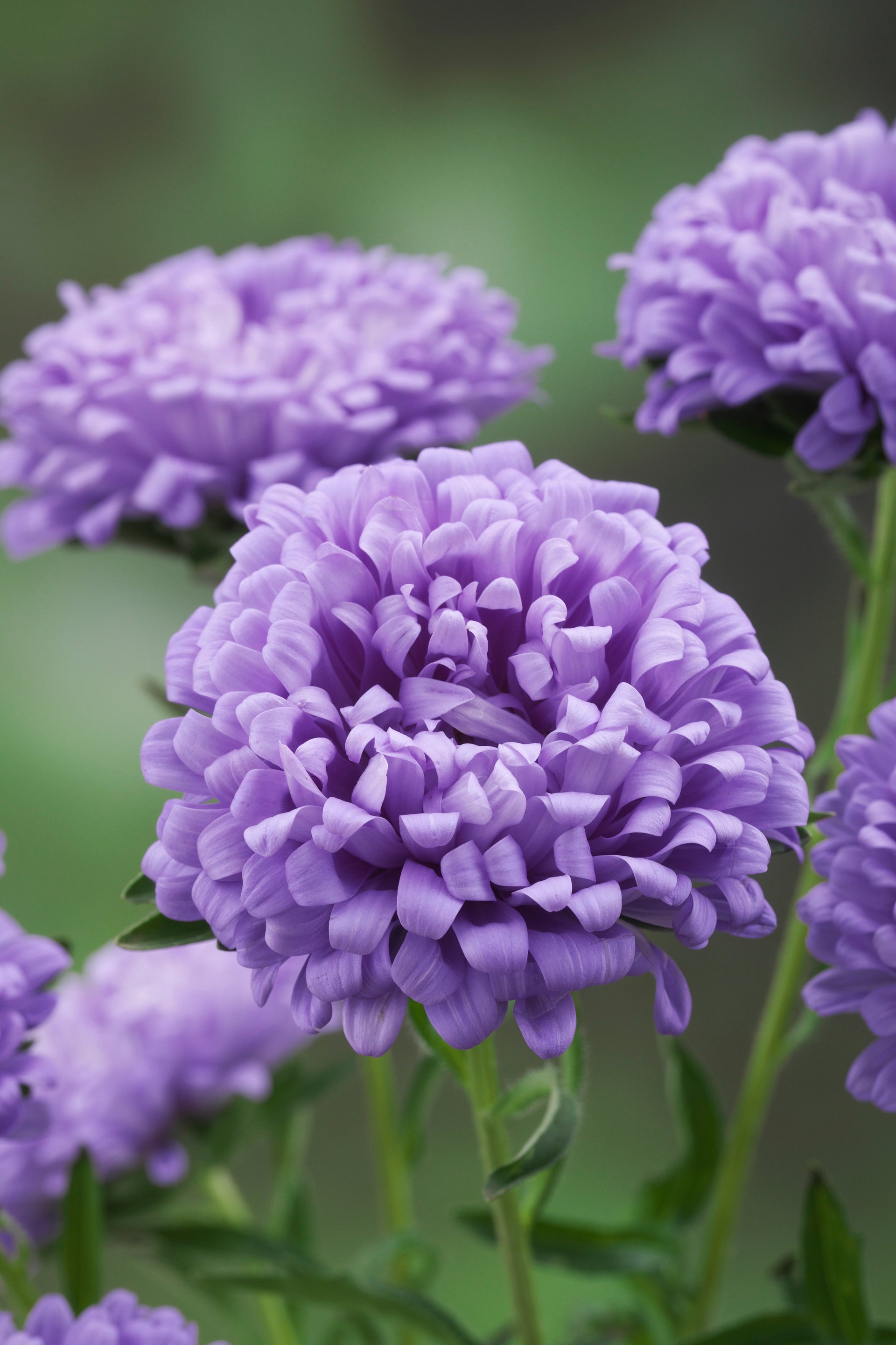 CF Aster Optimo Alpha Light Blue – Egmont Seeds