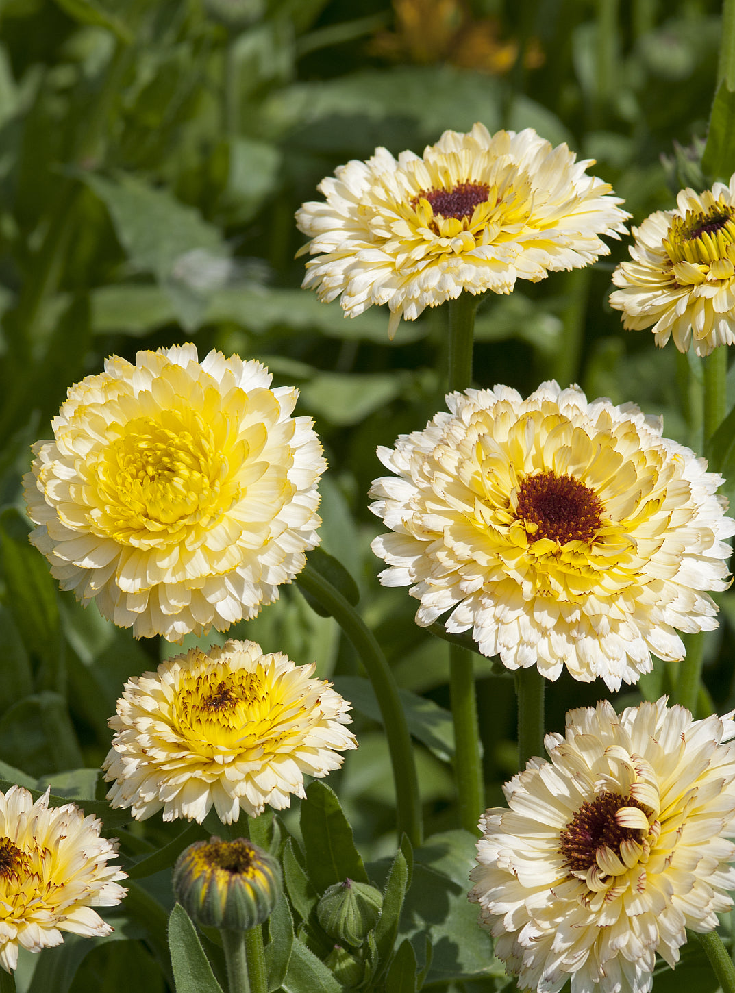 CF Calendula Ivory Princess – Egmont Seeds