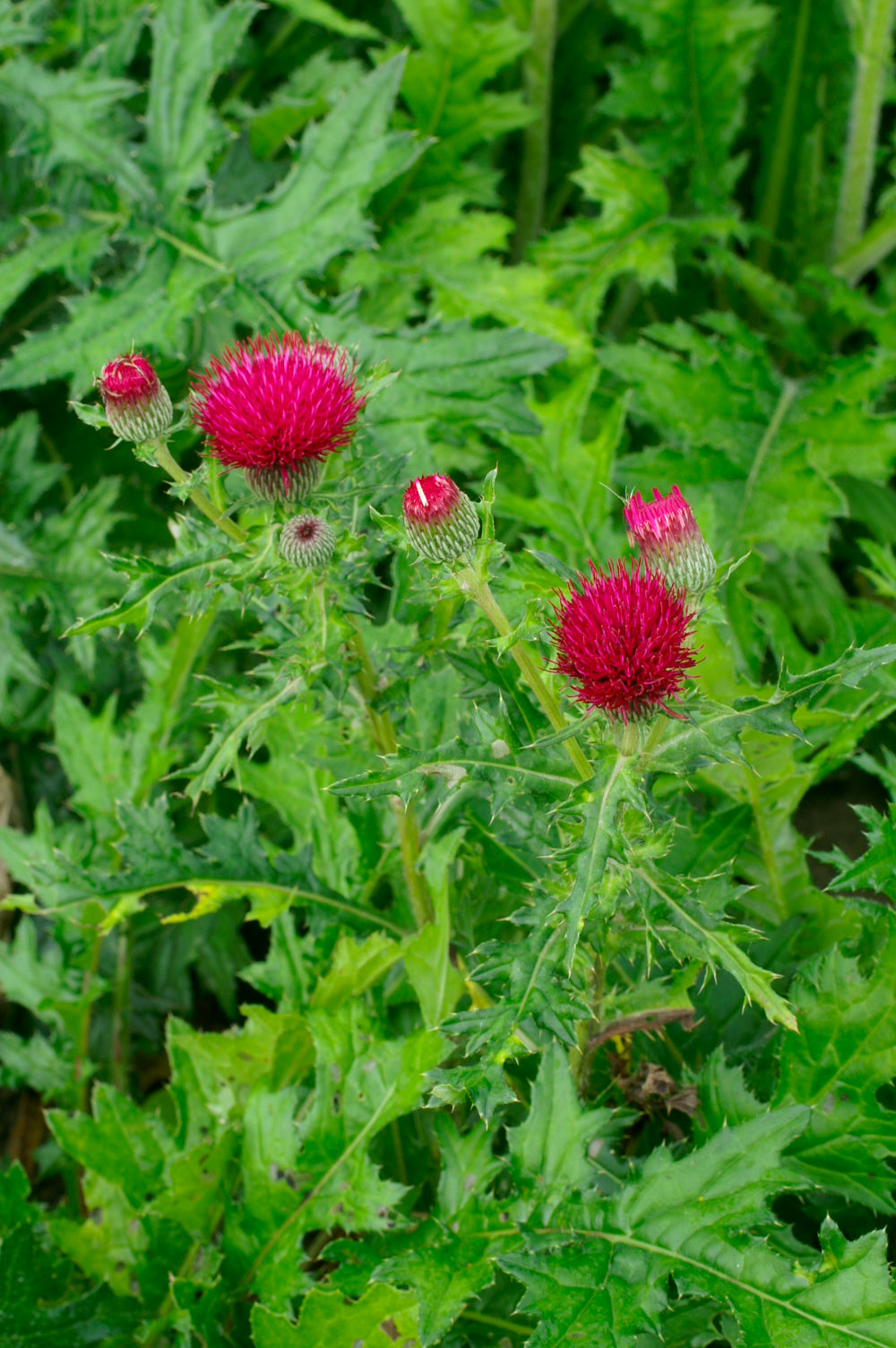 CF Cirsium Pink Beauty – Egmont Seeds