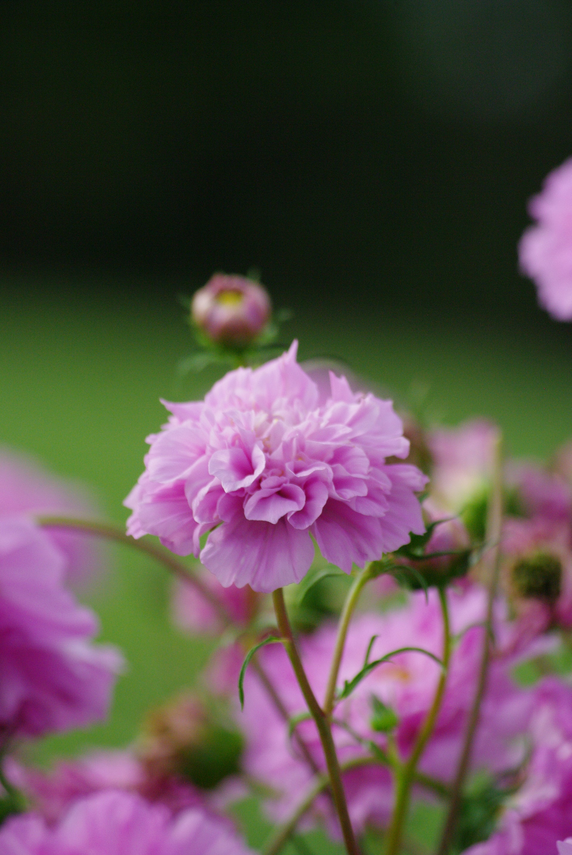 CF Cosmos Double Click Rose Bon Bon – Egmont Seeds