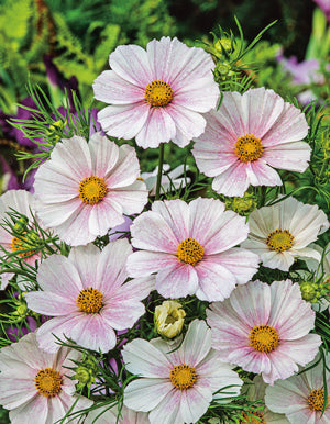 CF Cosmos Versailles White Flush – Egmont Seeds