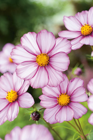 CF Cosmos Versailles Rose Edge – Egmont Seeds