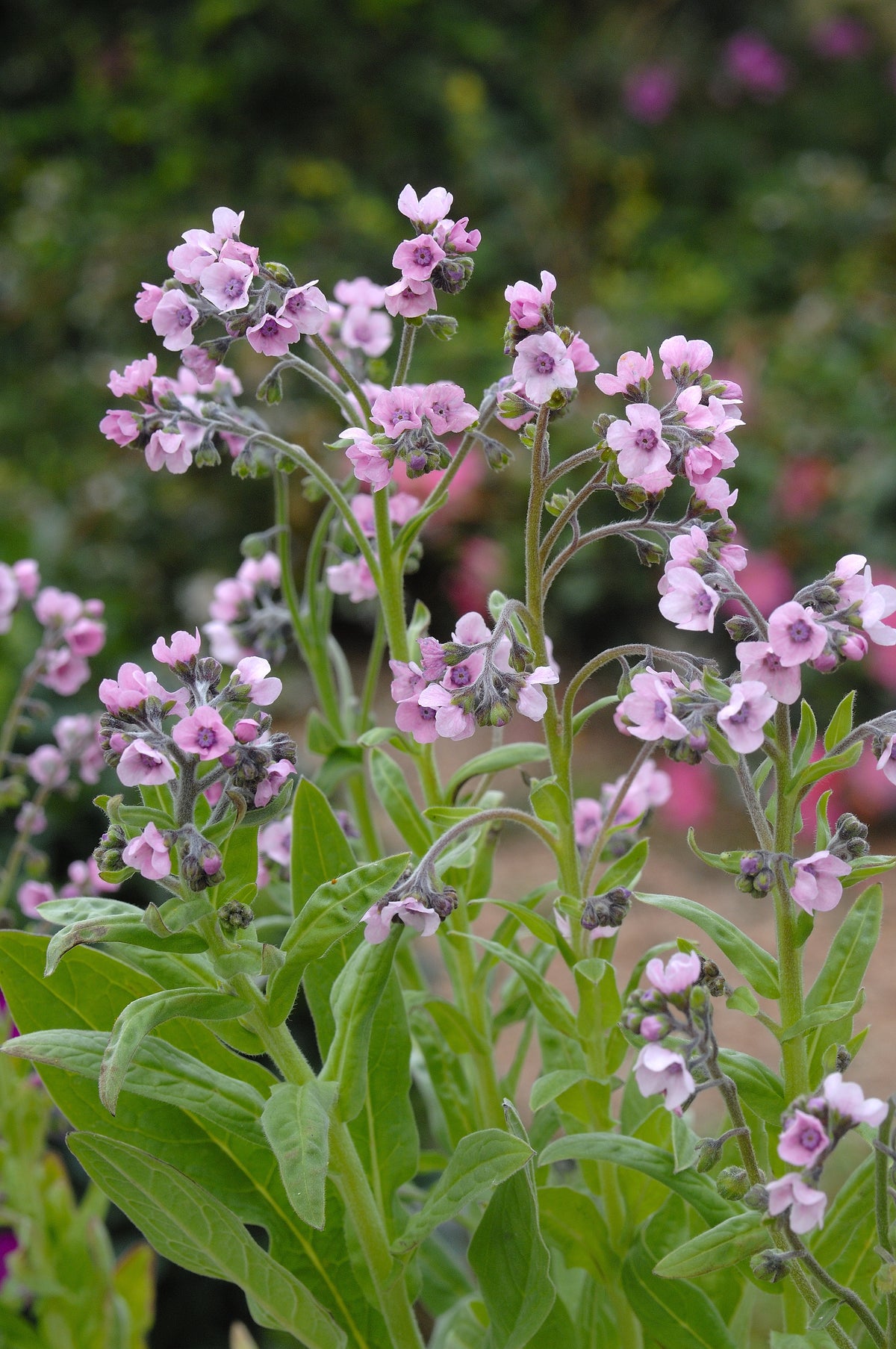 CF Cynoglossum Mystery Pink – Egmont Seeds