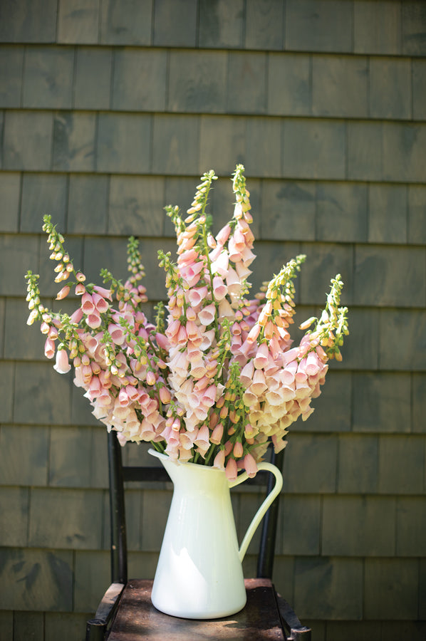 CF Digitalis Pink Gin – Egmont Seeds