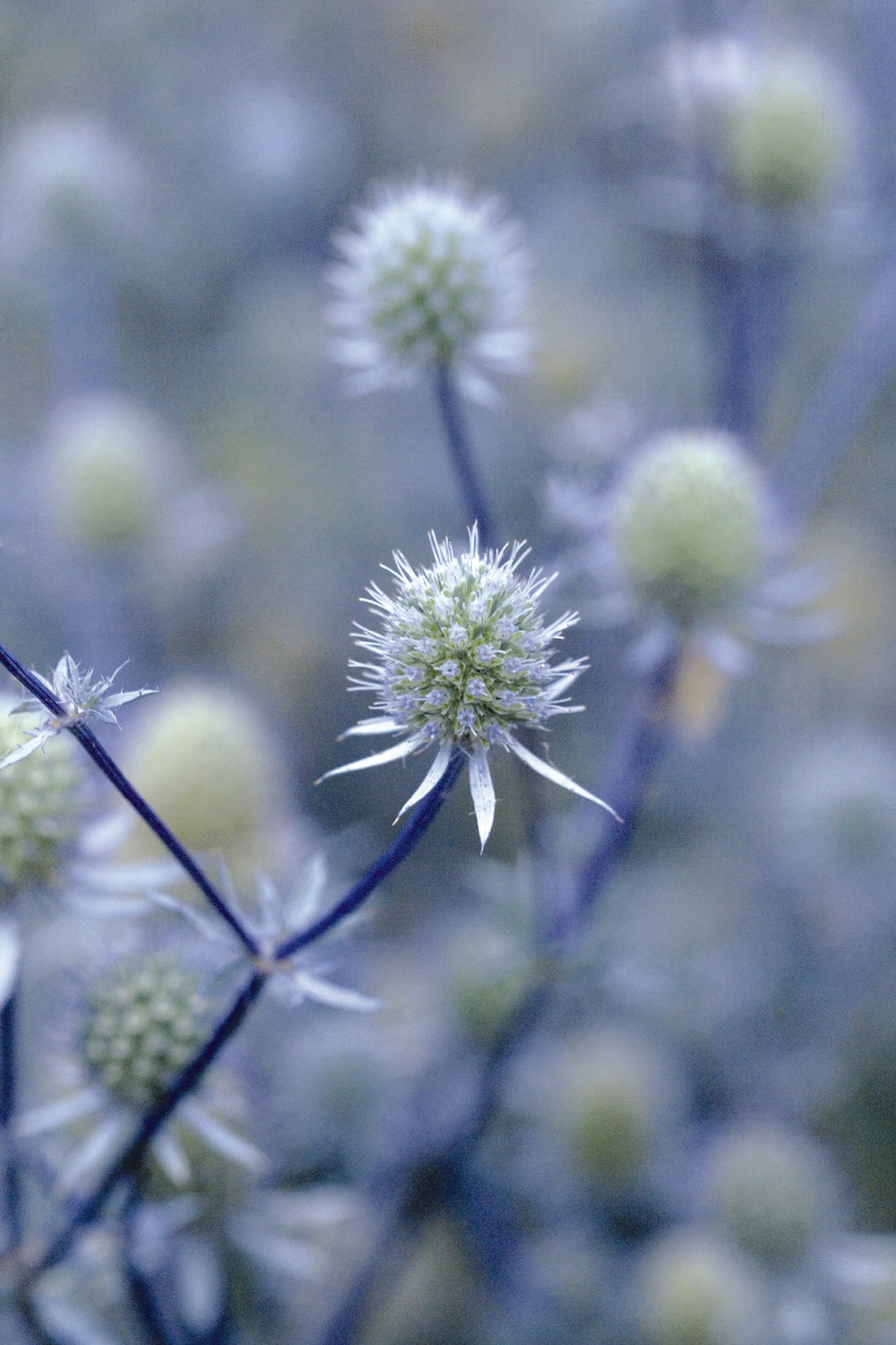 CF Eryngium Blue Glitter – Egmont Seeds