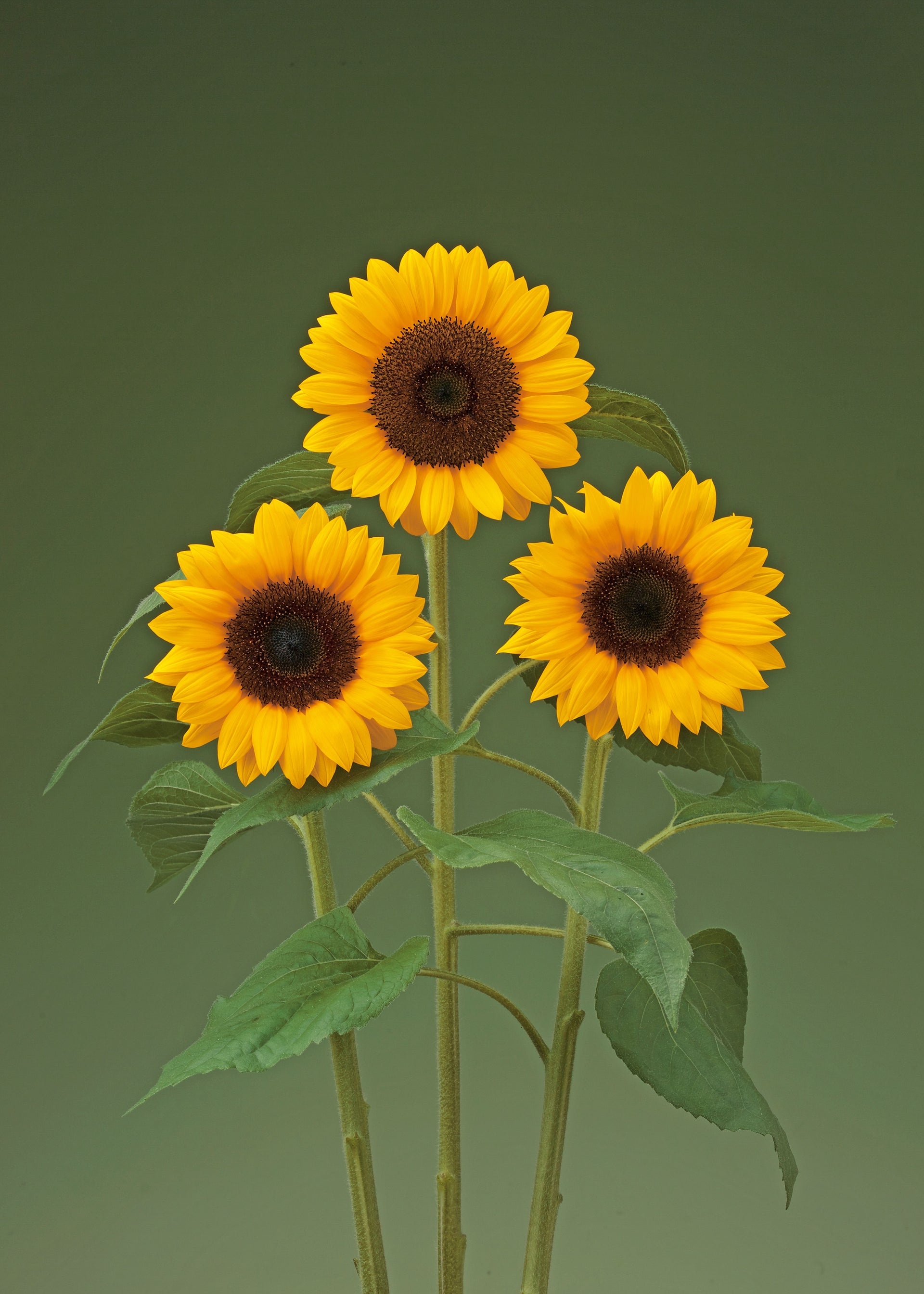 CF Helianthus Sunrich Orange DMR (Treated Seed) – Egmont Seeds