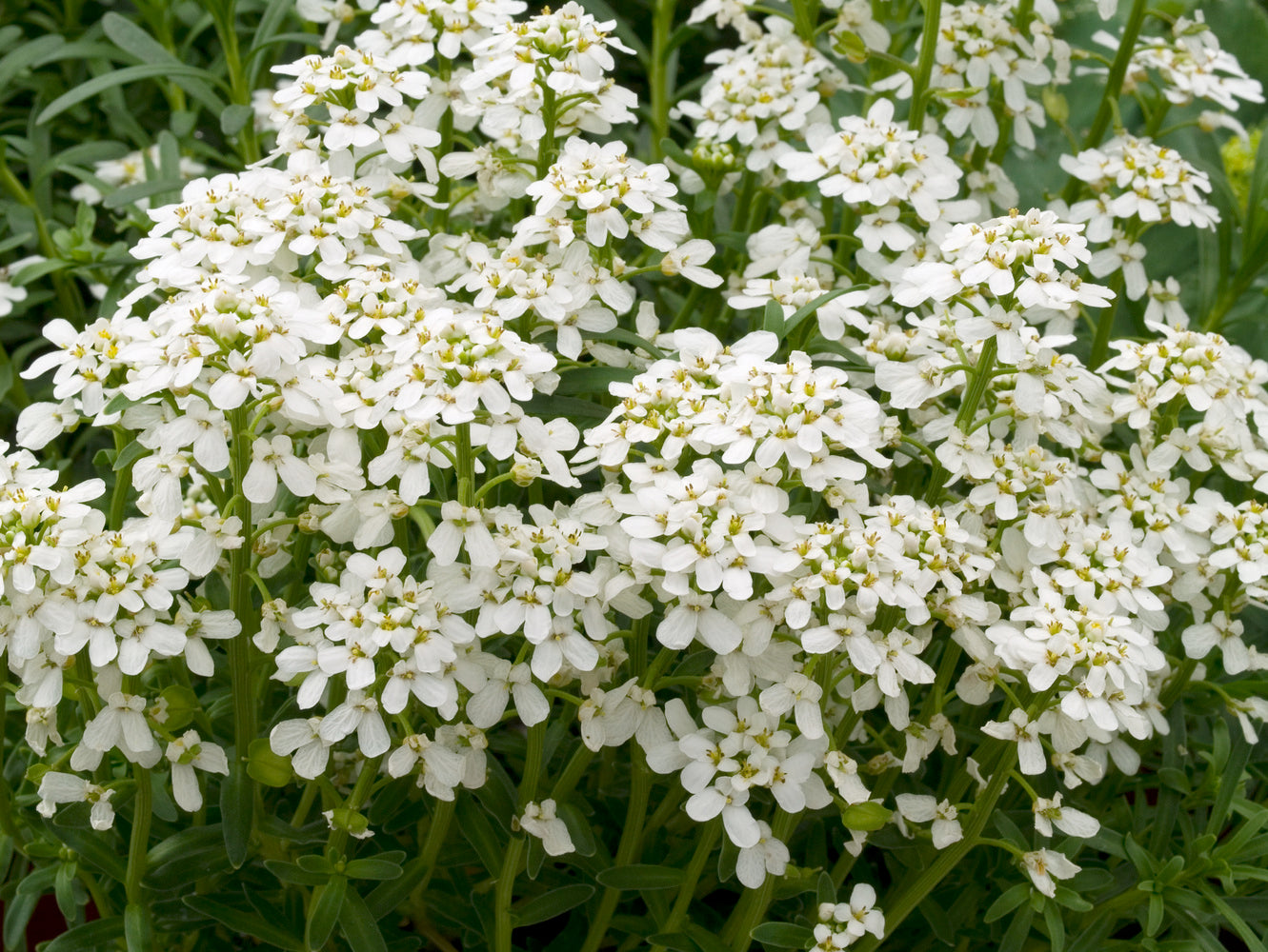 CF Iberis White Pinnacle – Egmont Seeds