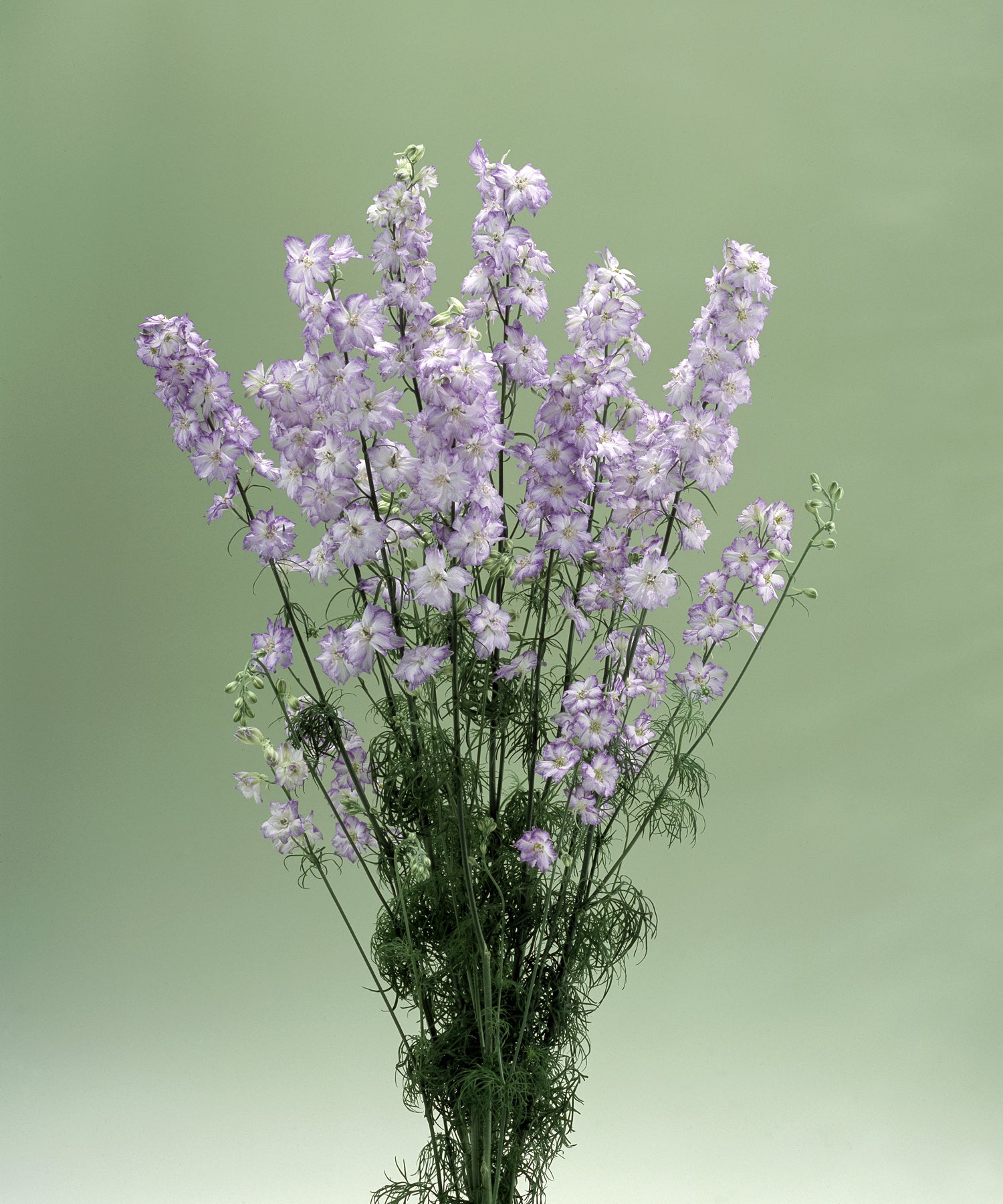 CF Larkspur Cannes Blue Picotee – Egmont Seeds