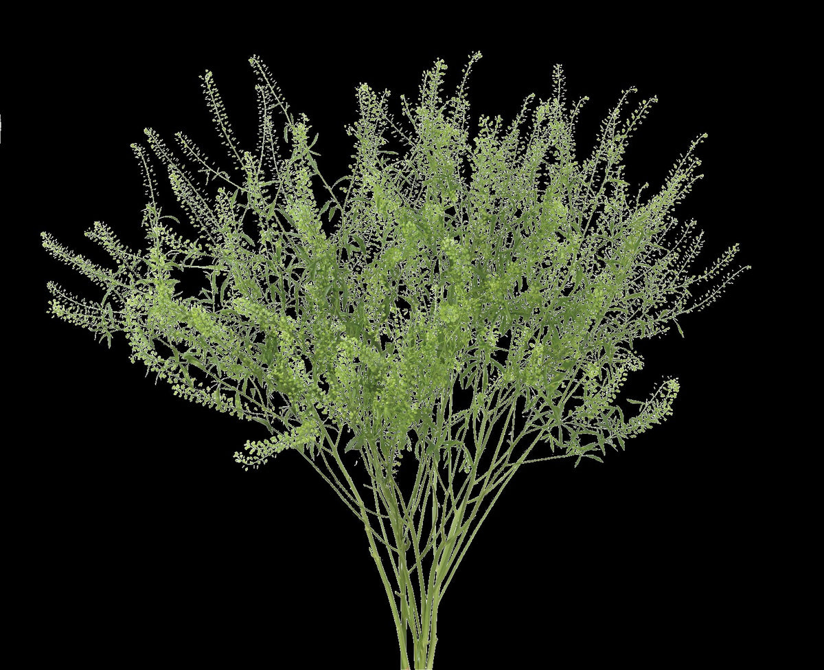 CF Lepidium "Green Dragon" Cress – Egmont Seeds