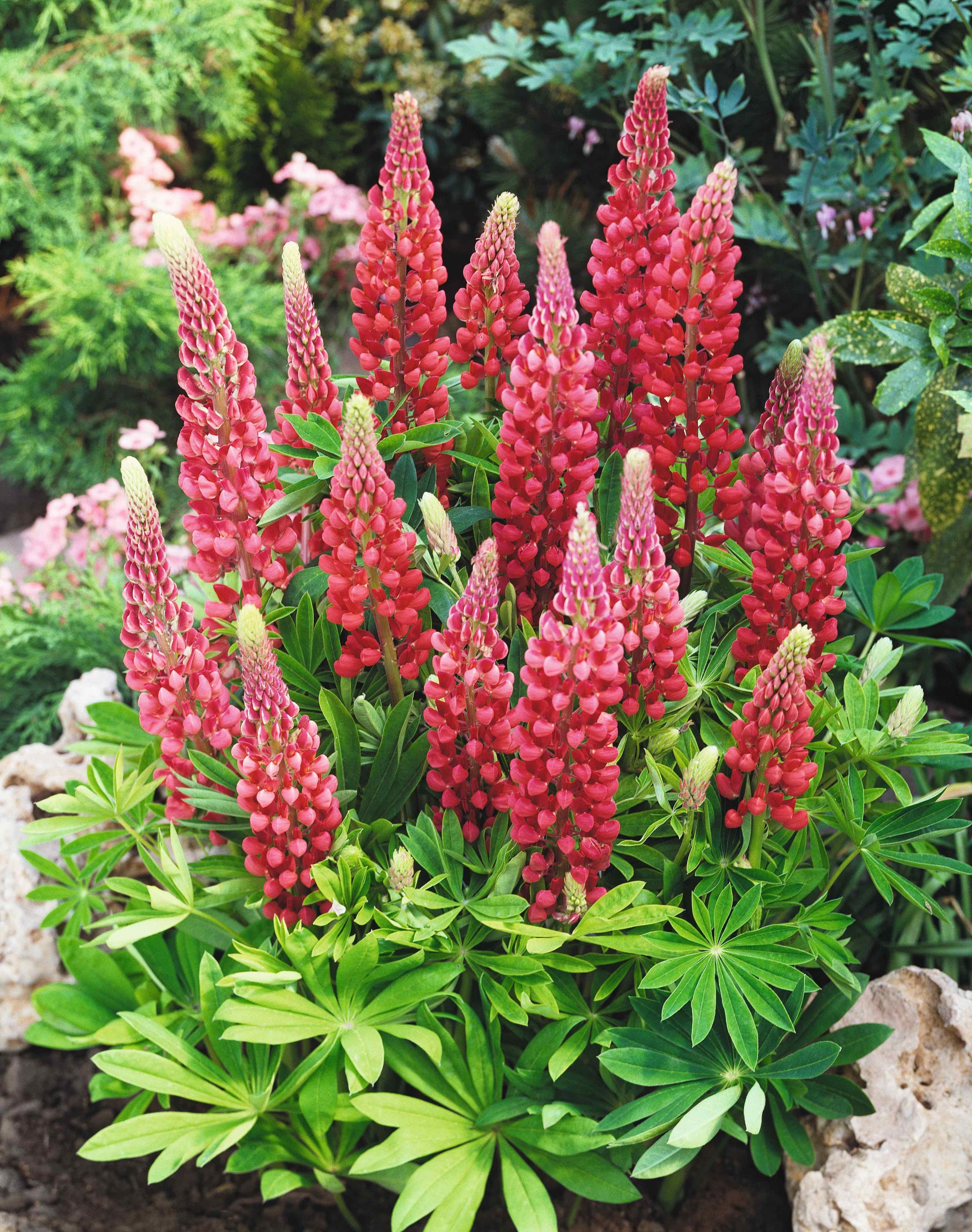 CF Lupin The Pages – Egmont Seeds
