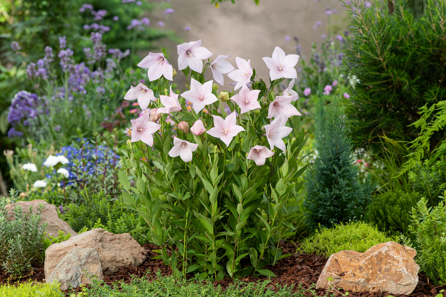 CF Platycodon Florist Pink – Egmont Seeds