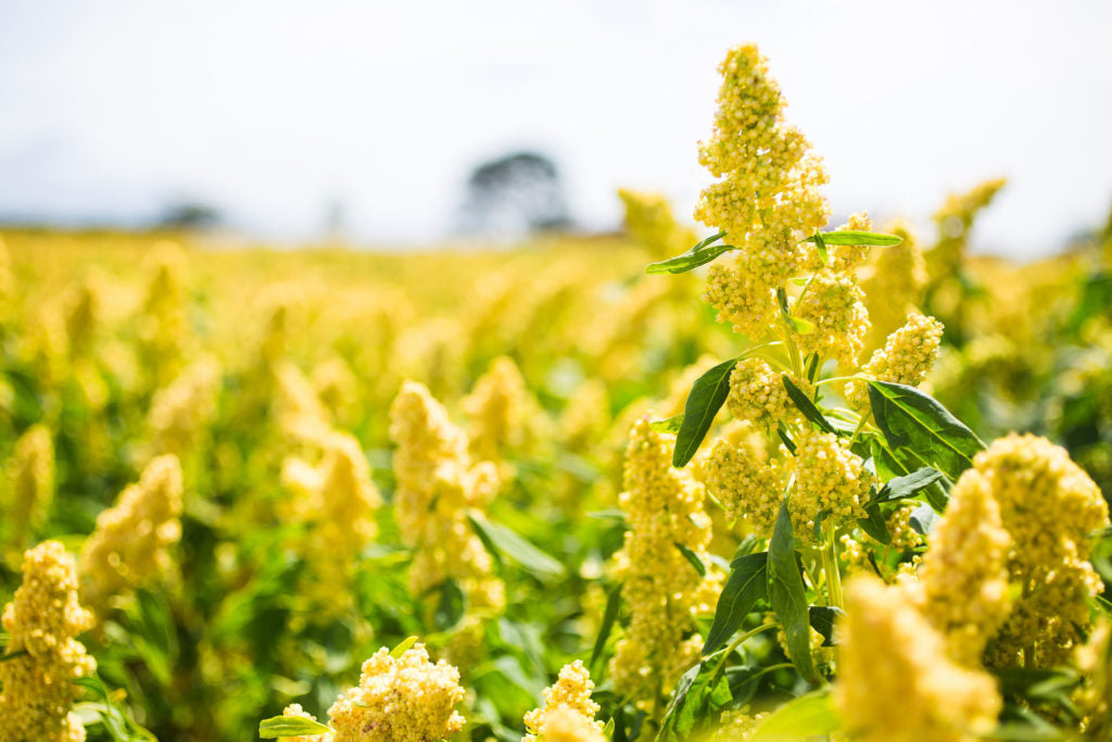 CF Quinoa NZ Strain – Egmont Seeds