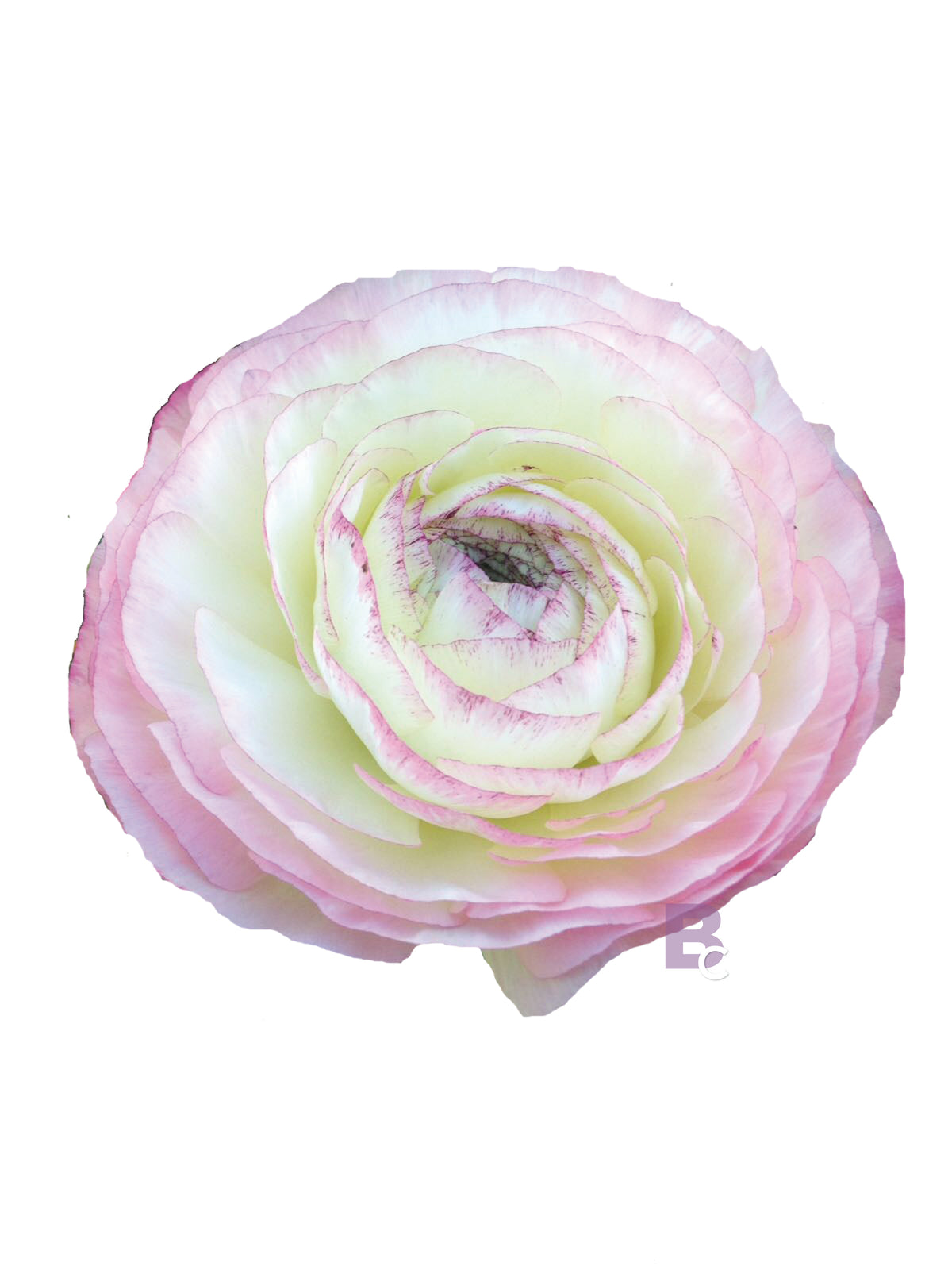 CF Ranunculus Elegance Bianco Sfumato – Egmont Seeds