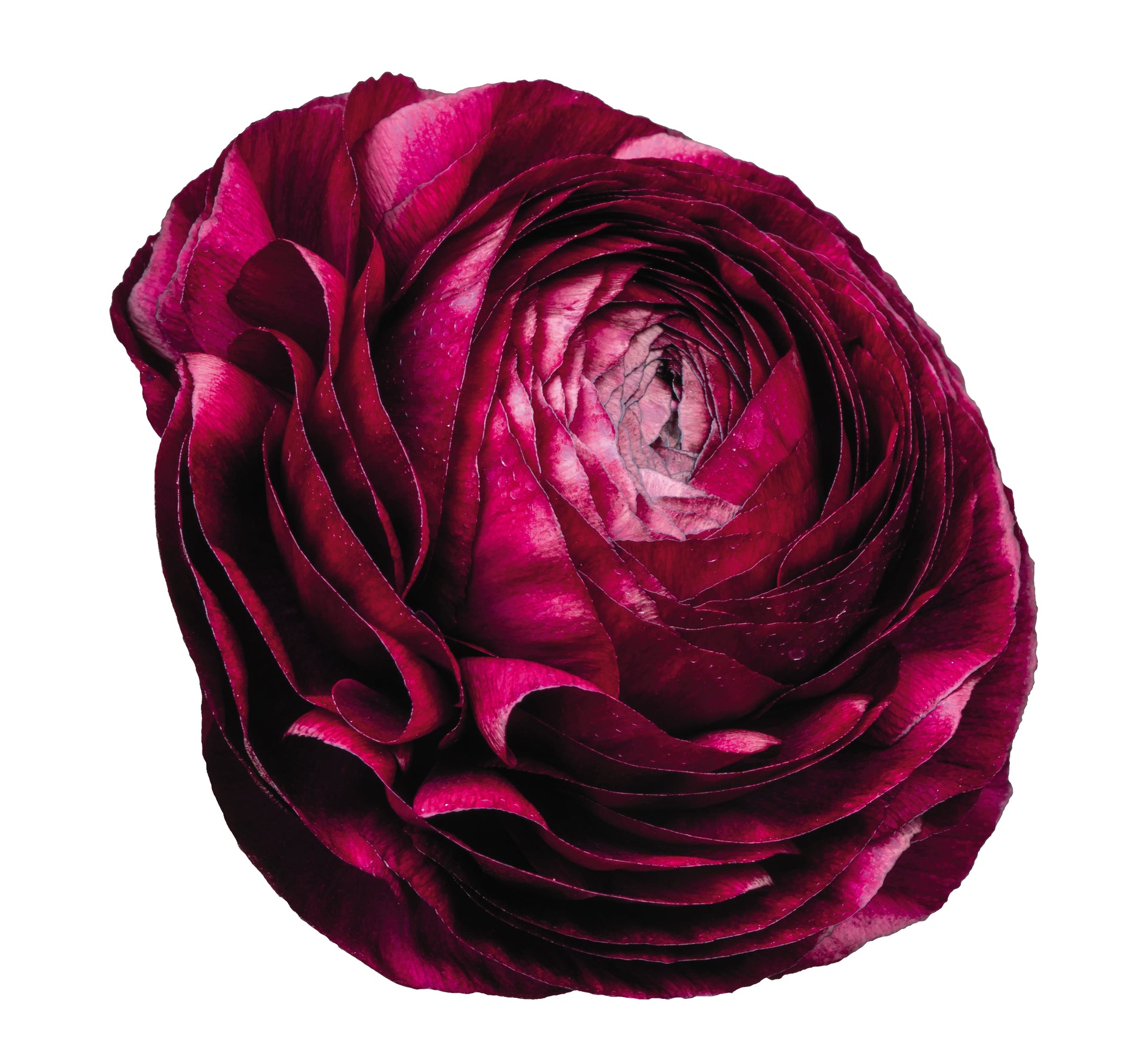 CF Ranunculus Elegance Viola 06 – Egmont Seeds