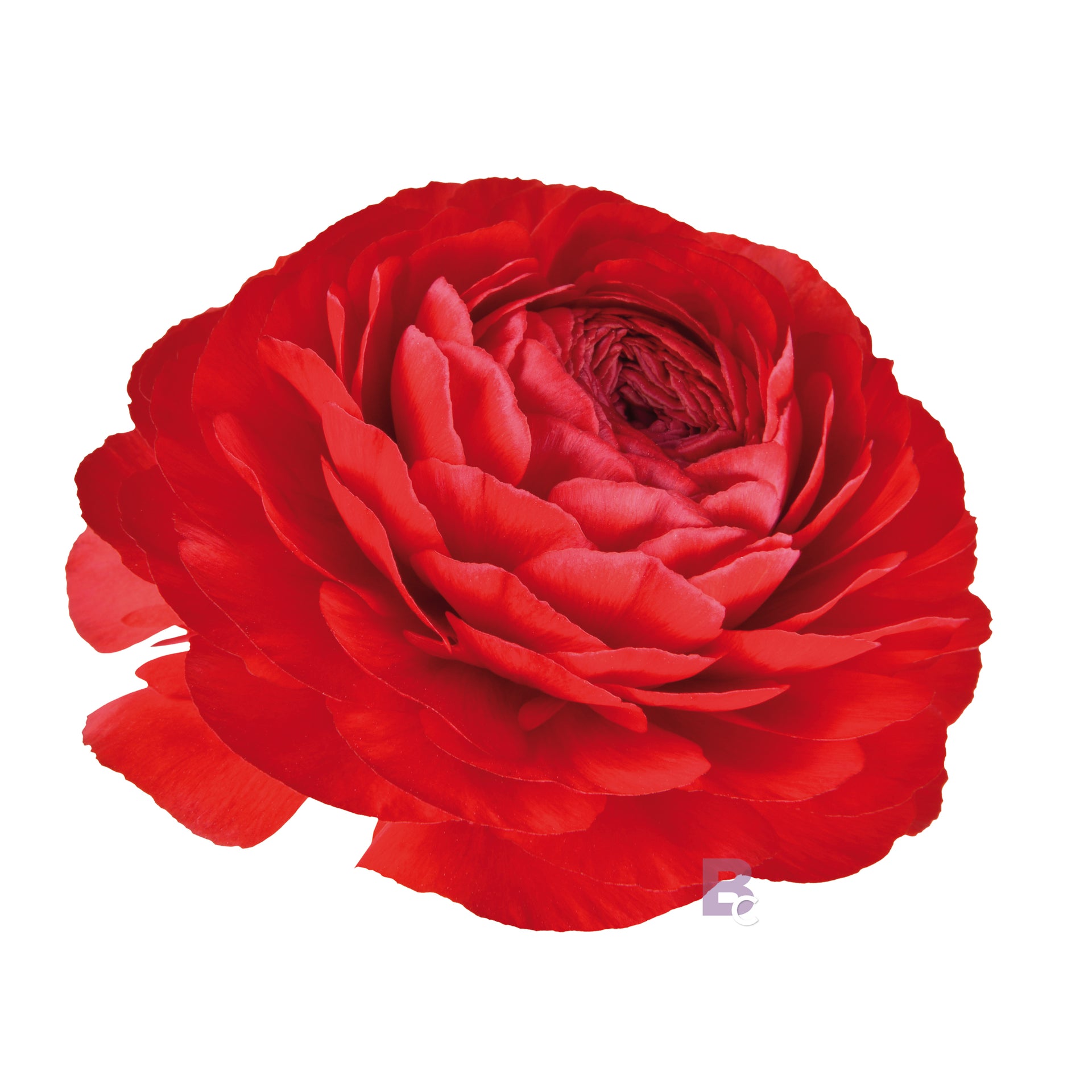 CF Ranunculus Elegance Rosso 99-6 – Egmont Seeds