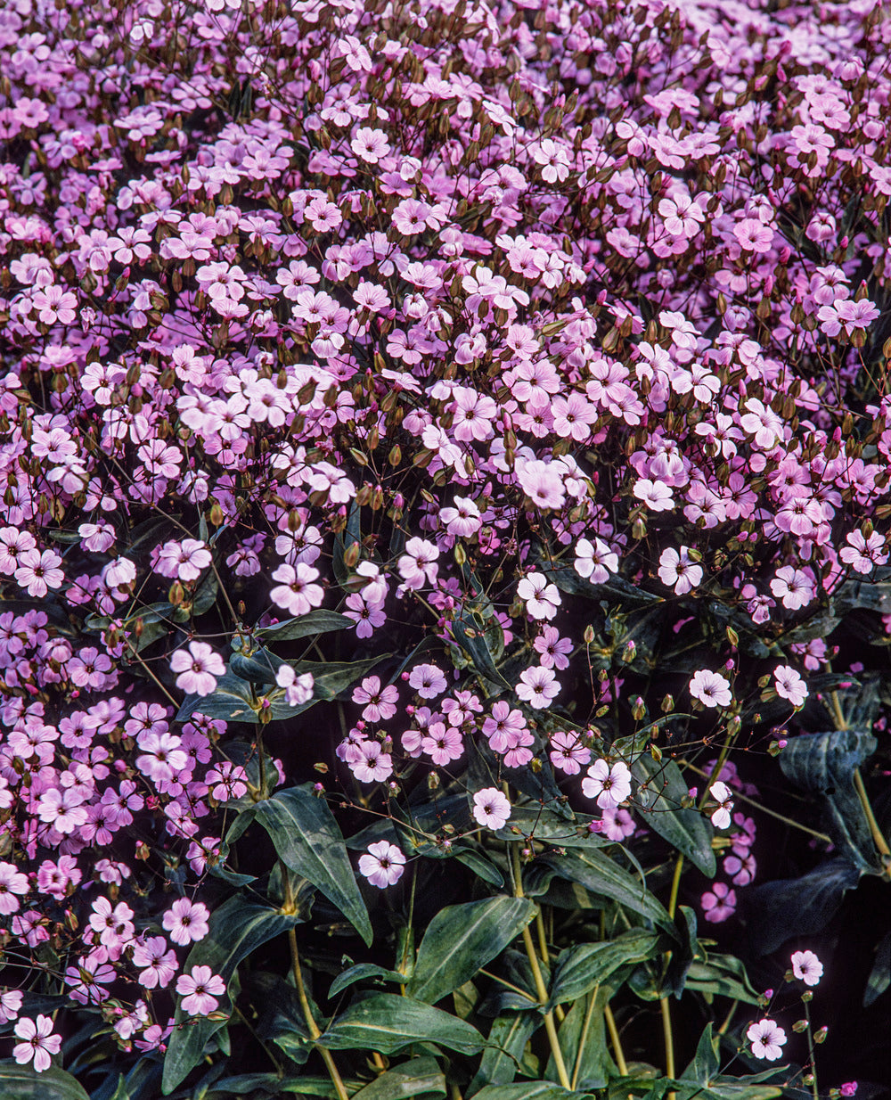 CF Saponaria Pink Beauty – Egmont Seeds