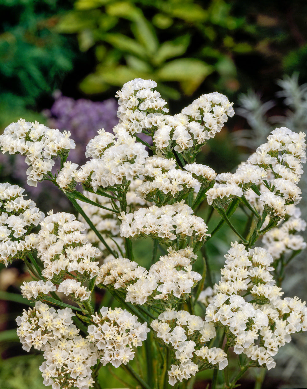 CF Statice Forever Silver – Egmont Seeds